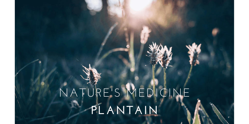 The Healing Power Of Plantain How To Use It For Medicine