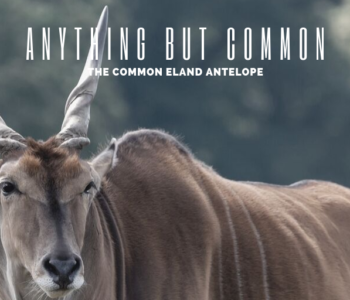 What You May Not Know About the Axis Deer - Miss Pursuit