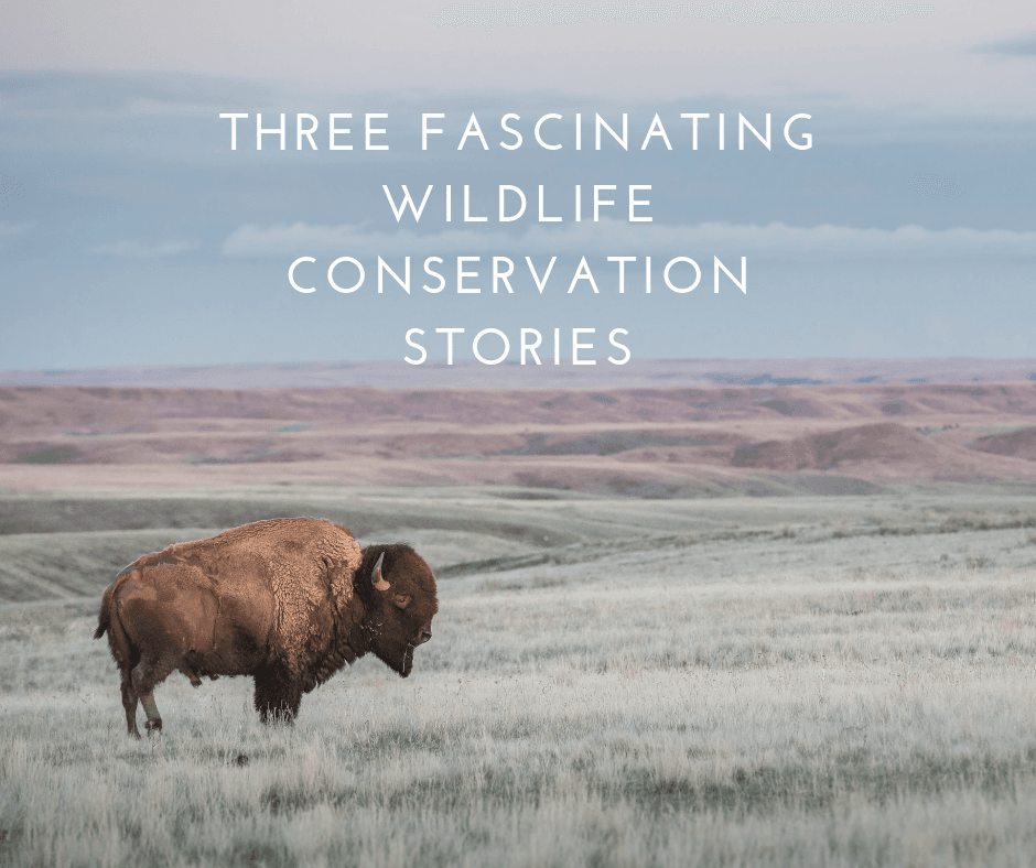 Wildlife Conservation: 3 Fascinating Stories