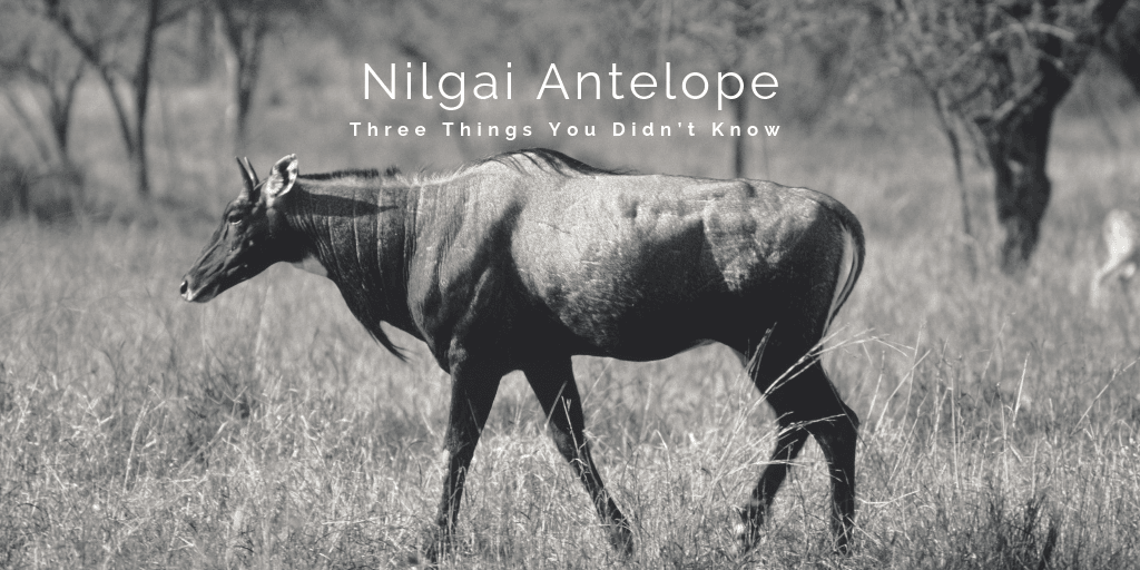 Nilgai: Three Things You Didn’t Know
