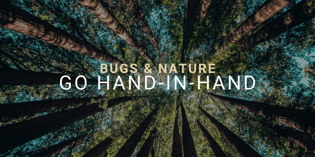 How to Enjoy the Outdoors While Dealing with Bugs
