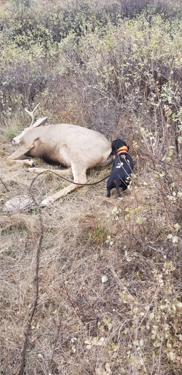 Tracking with Dogs: The Benefits and How to Get Started