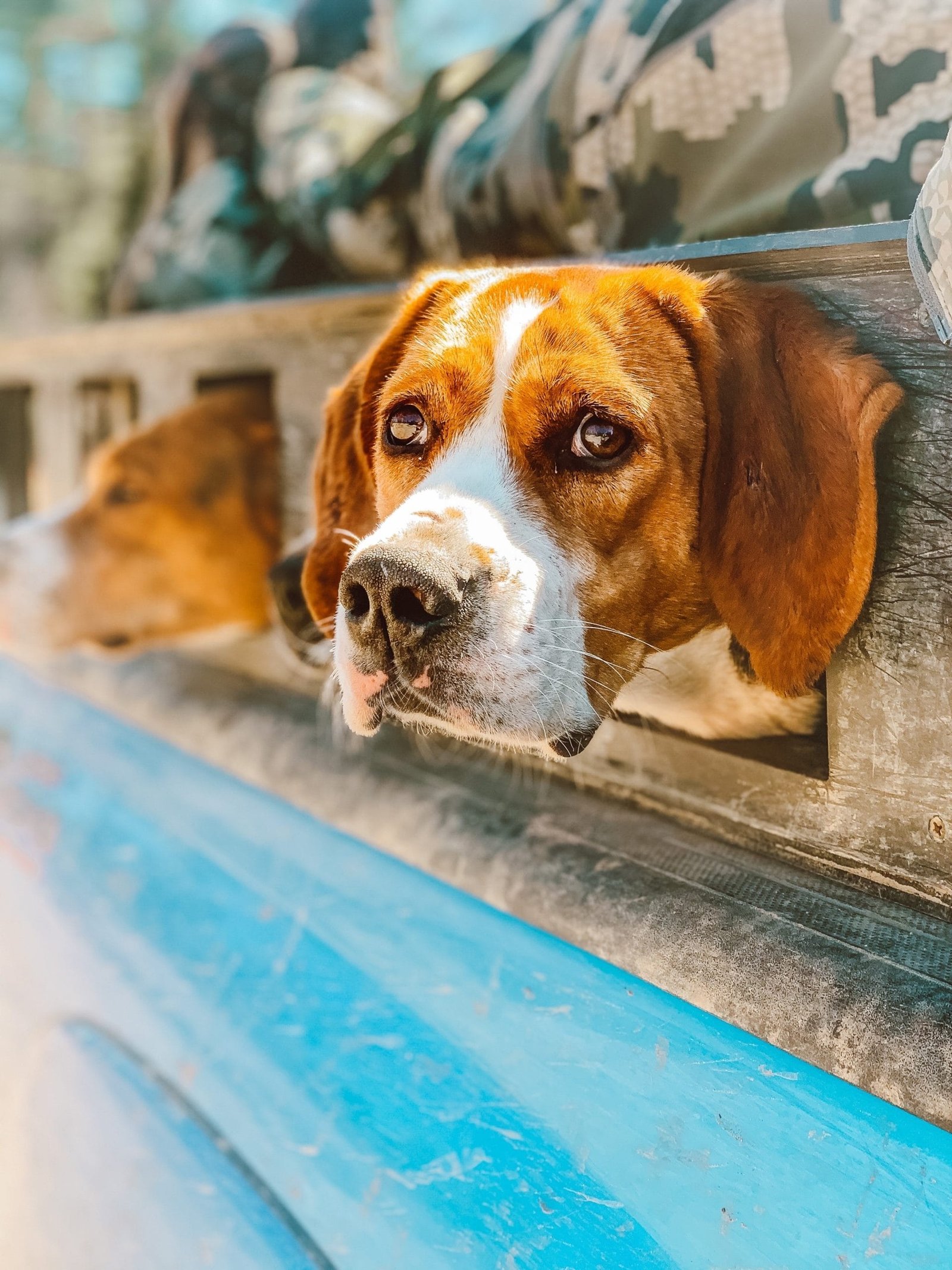 Hound Hunting Preparation: Behind the Scenes