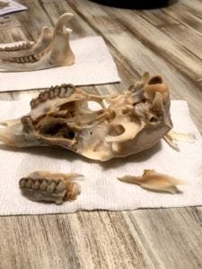 How to Clean a Skull with OxiClean
