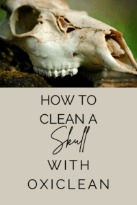 How to Clean a Skull with OxiClean