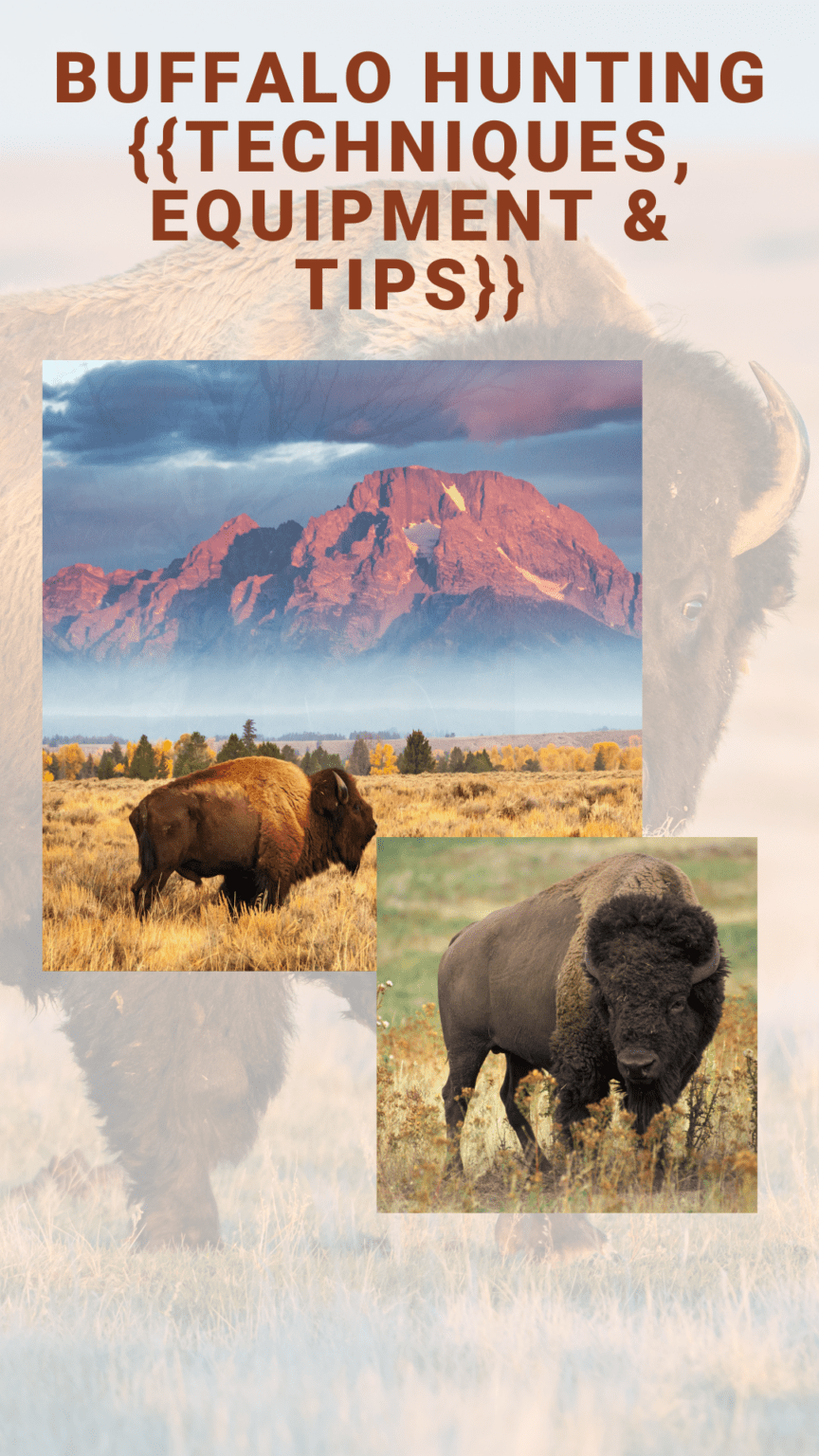 Buffalo Hunting: Techniques, Equipment & Safety Tips