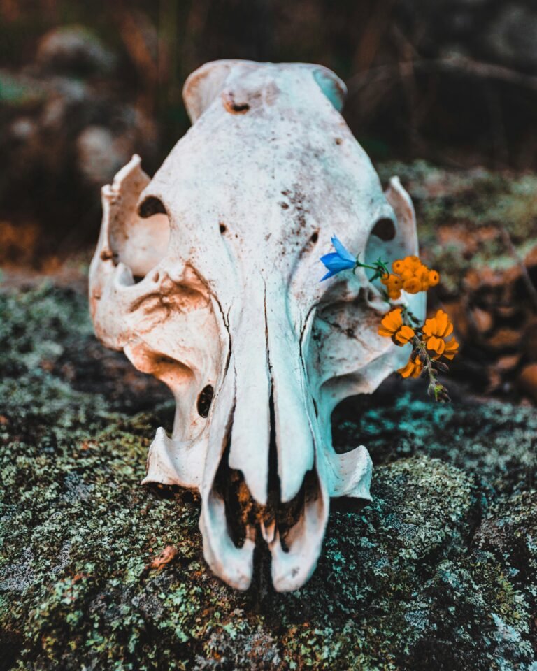 How to Clean a Skull with OxiClean