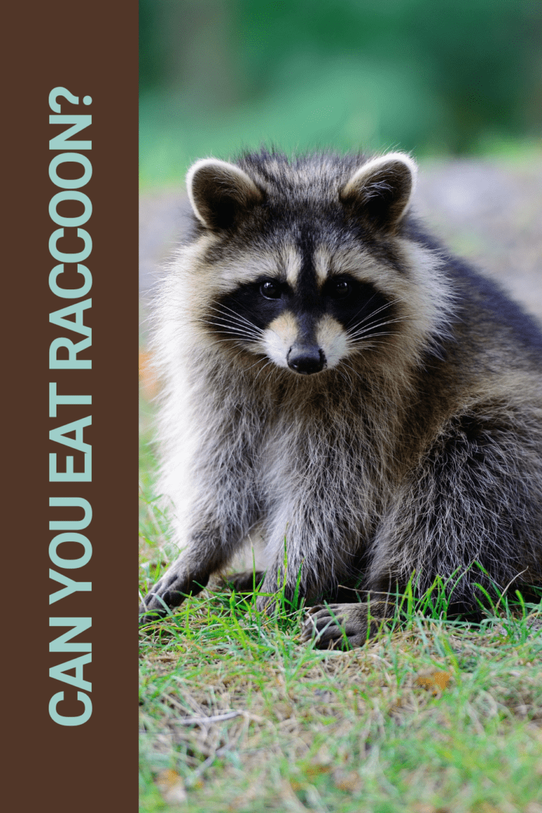 Can You Eat Raccoon? A Guide to Raccoon Meat Consumption