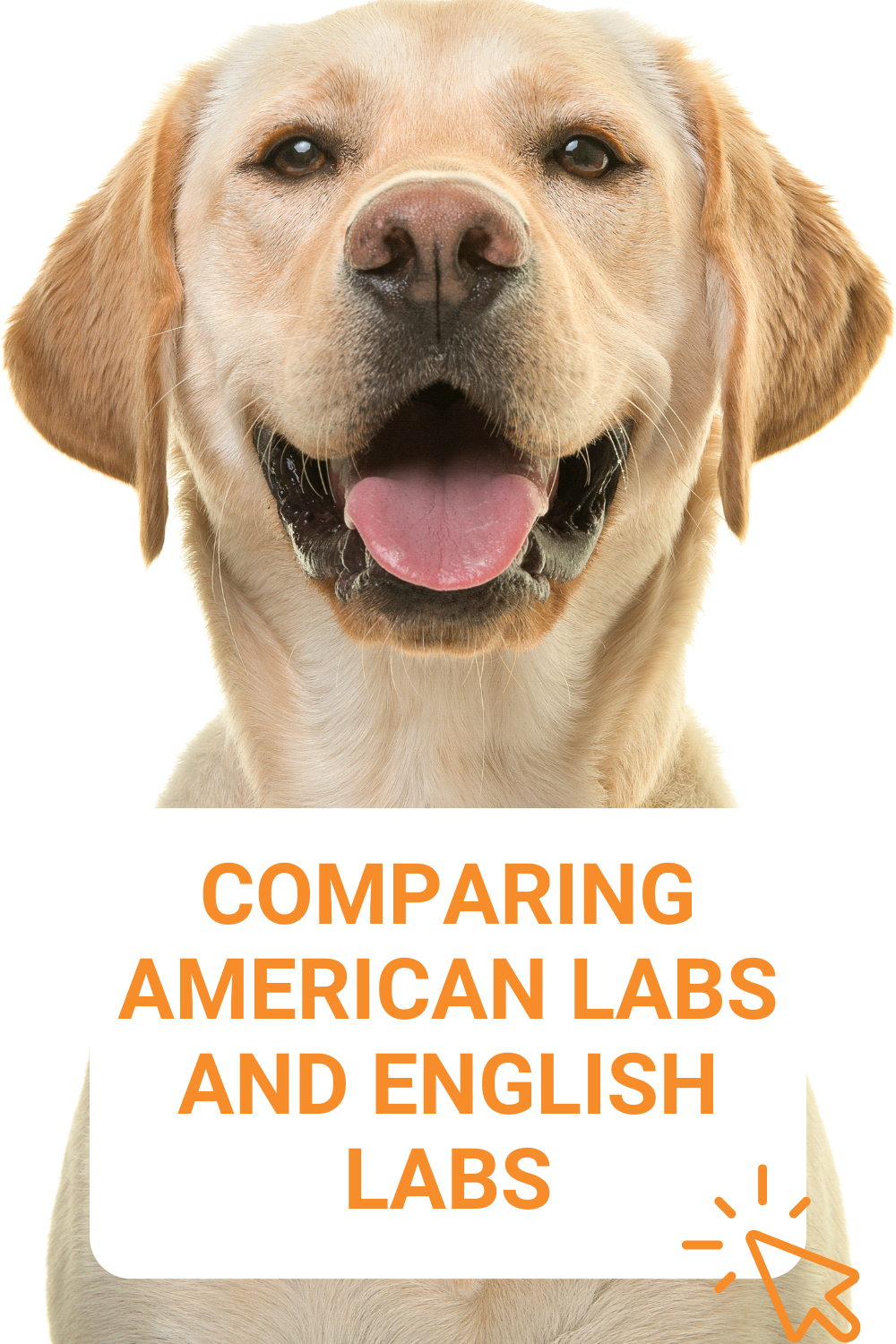 Comparing American Labs and English Labs: A Comprehensive Analysis