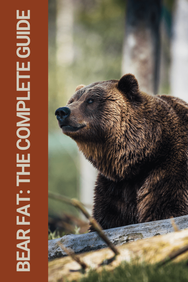 Bear Fat: The Complete Guide