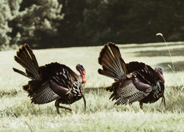 The Complete Guide to Hunting Wild Turkeys
