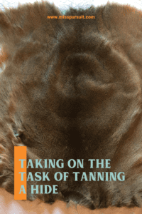 Taking on the Task of Tanning a Hide