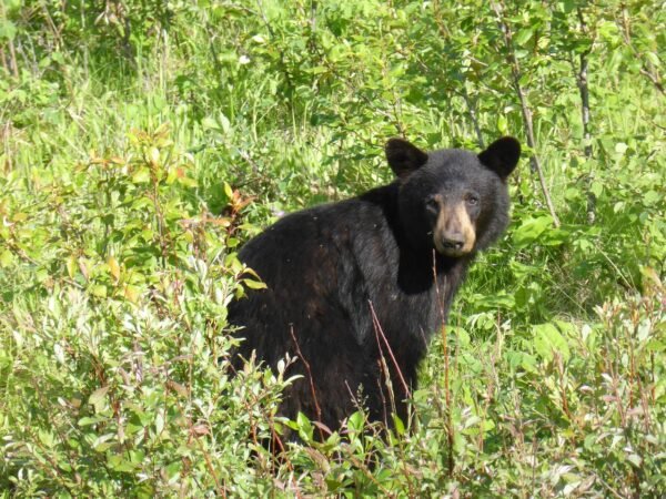Bear Meat: A Guide to Preparing and Cooking