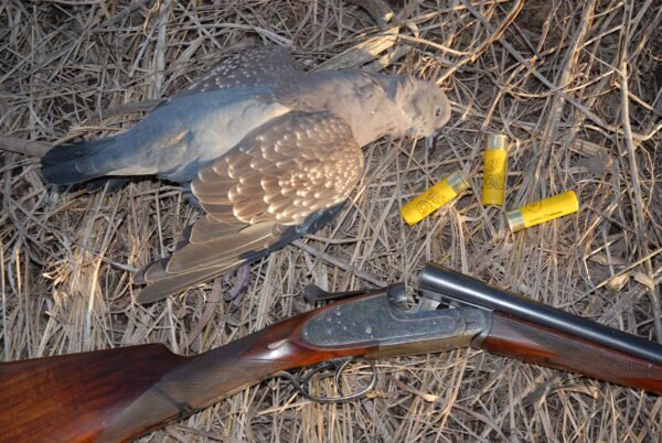 First-Time Dove Hunting: A Beginner’s Guide