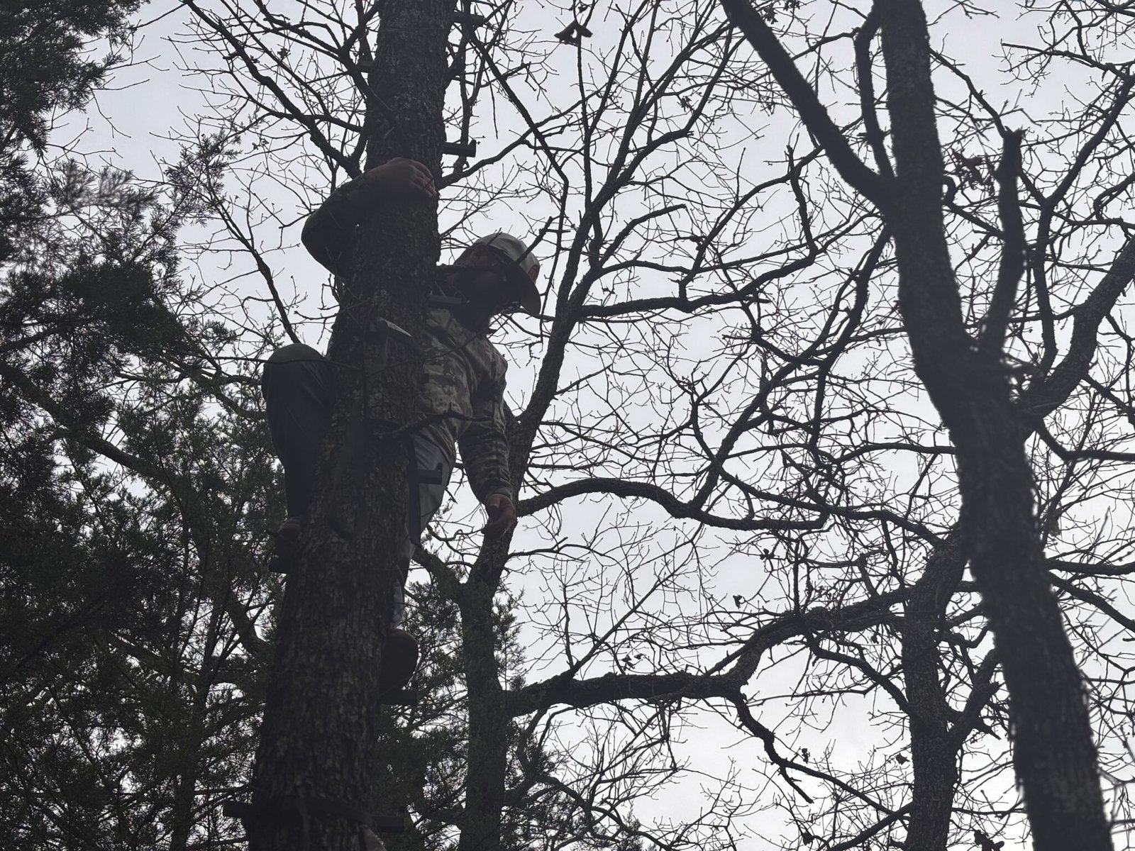 Deer Hunting for Beginners: Everything You Need to Know Before Your ...