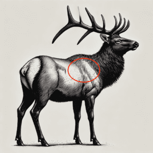 Elk Anatomy: Essential Guide to Shot Placement