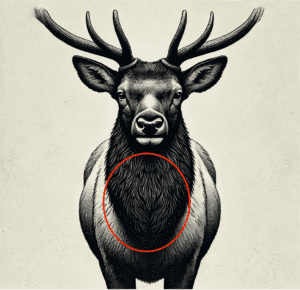 Elk Anatomy: Essential Guide to Shot Placement