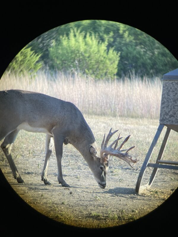 Elk Anatomy: Essential Guide to Shot Placement